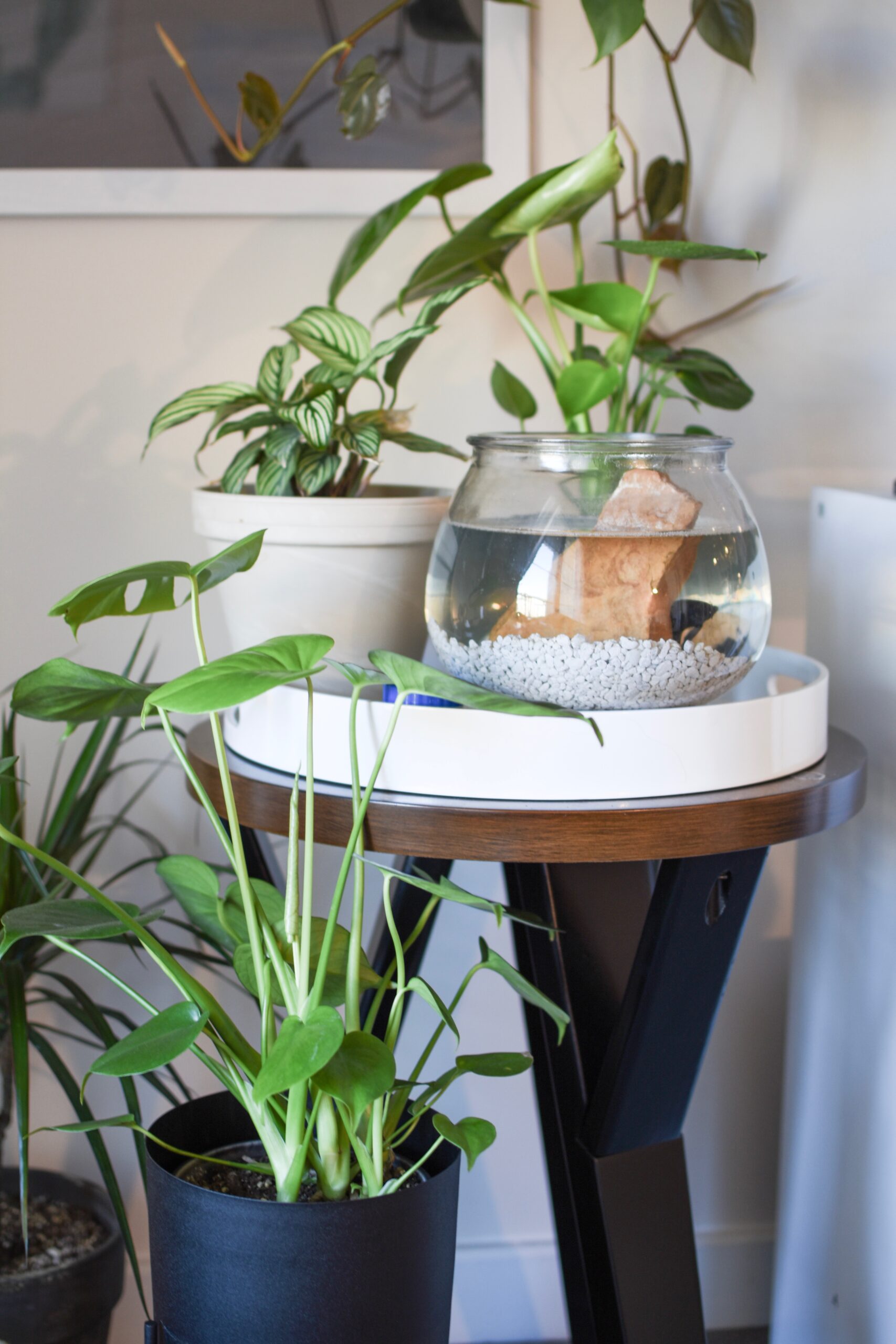 Plants! - Ms Taylor Phillips